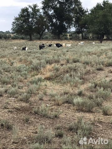 Домашние животные