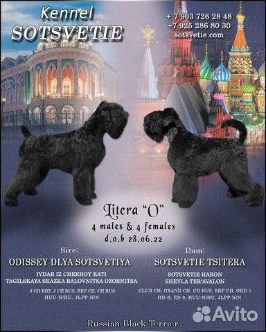 Щенки Русского черного терьера