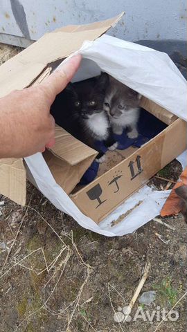 Котята оставлены в коробке, кто выкинул, 4 штуки