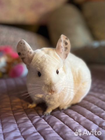 Шиншилла самец белоснежный