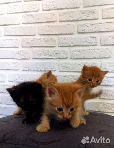 Котята в добрые руки