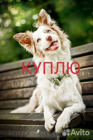 Бордер колли