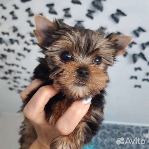 Девченочка