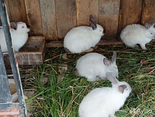 Чистокровные калифорнийские кролики