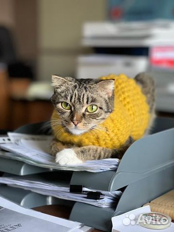 Плюшевая кошка