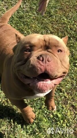 Американский булли вязка