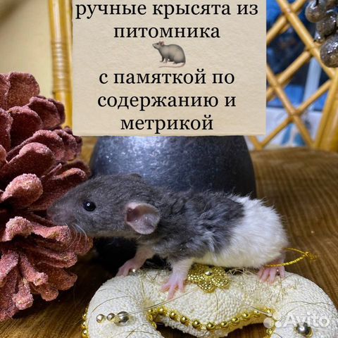 Дамбо крысы, крысята, крыса. Питомник