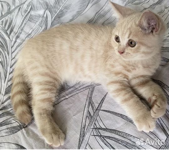 Британский котёнок нежно рыжий