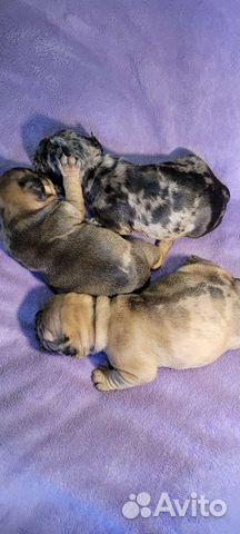 Цветные малыши