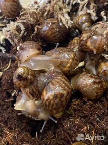 Ахатина фулика