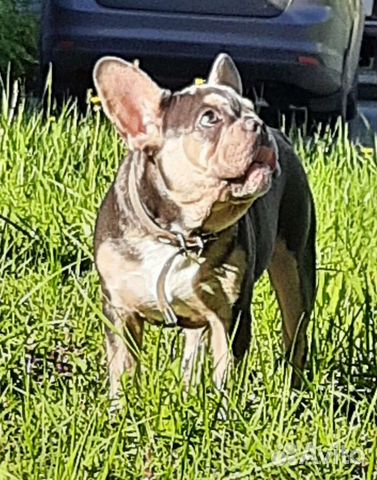 Голубой Французский бульдог щенки