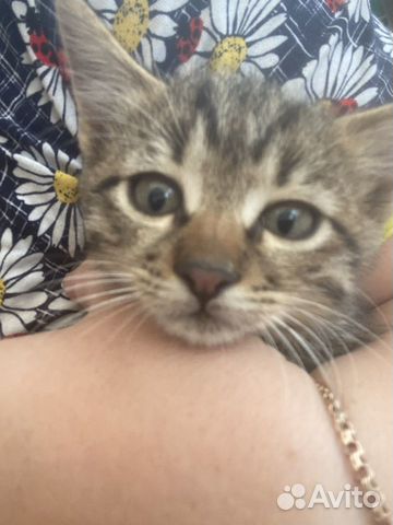Котенок мальчик