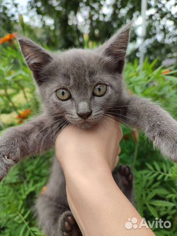 Кот "Перси Джексон"