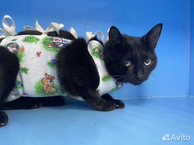 Черная кошка Голубушка ищет дом