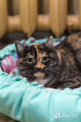 Космическая кошка Чара., 1,5 года