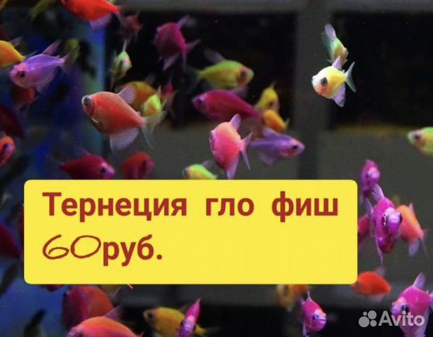 Аквариумные рыбки тернеция гло, данио