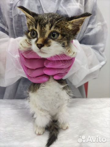 Котёнок Вася в добрые руки