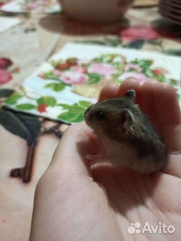 Джунгарский хомяк