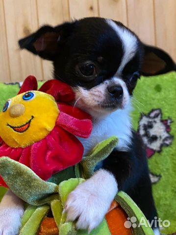 Девочка чихуахуа Сказка