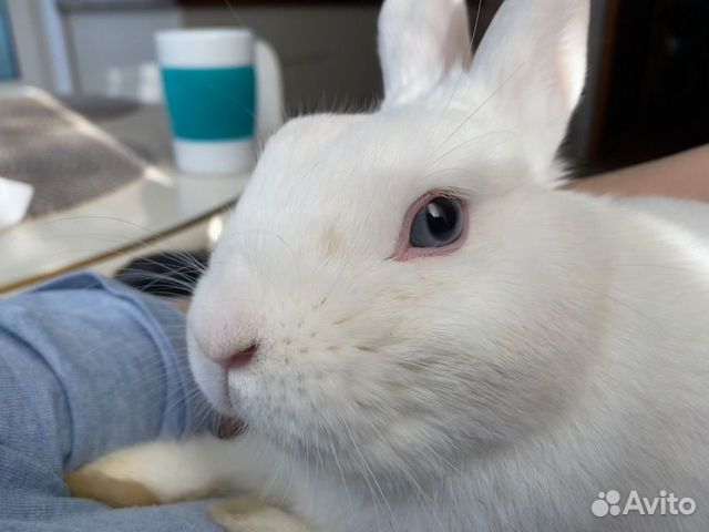 Декоративный кролик с клеткой