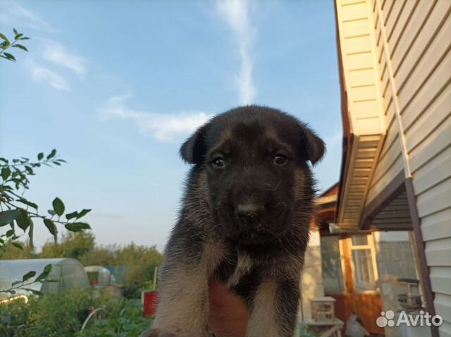 Щенки немецкой овчарки