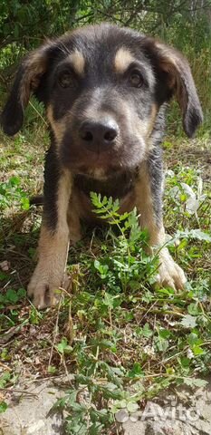 Очаровательный ребенок ищет родителей