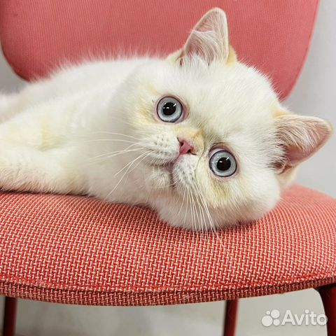 Бруно. Дрбрый экзот