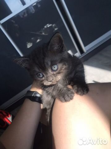 Шотландские котята(скотиш страйт)