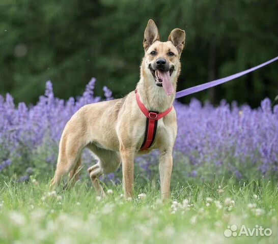 Собака в добоые руки в дар щенок