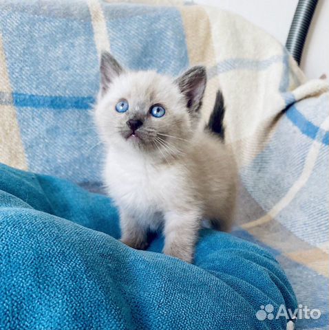 Мальчик голубоглазик ждёт мам/пап