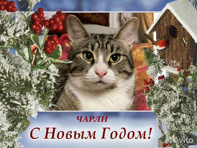 Умный ласковый мальчик Чарли 2 года в дар