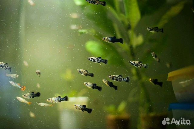 Моллинезии мальки