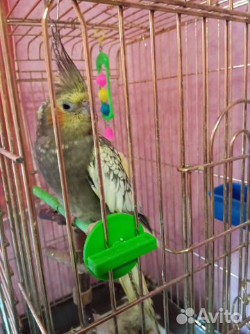 Попугай корелла