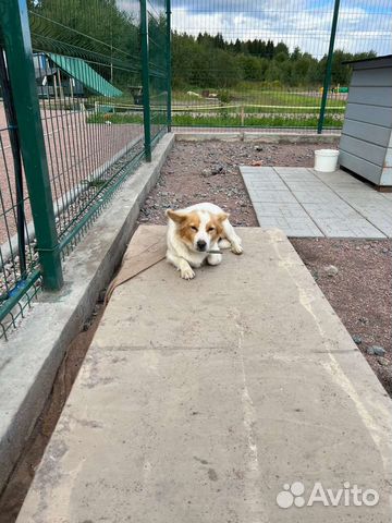 Метис корги в добрые руки