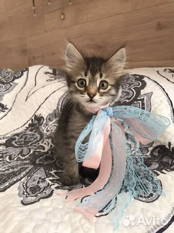 Котята в заботливые руки