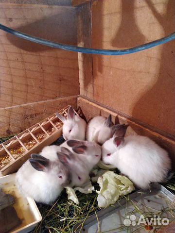 Калифорнийские кролики