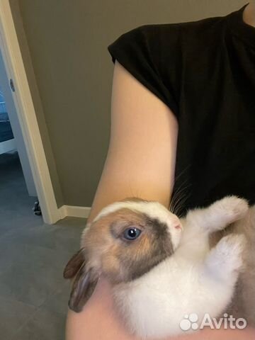 Голландский домашний кролик