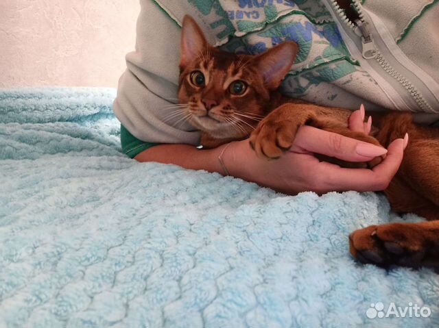Абиссинский кот
