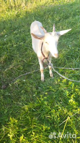 Коза дойная молочная