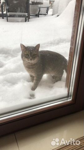 Потерялся кот помогите найти пожалуйста