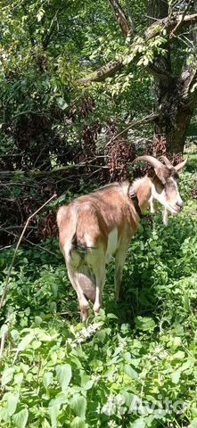 Дойная коза