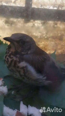 Дрозд птенец спасенный