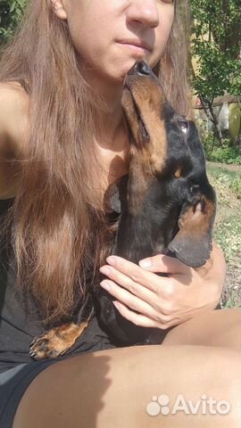 Кроличья такса. В добрые руки