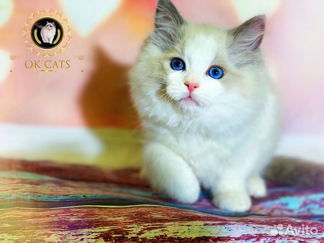 Девочка рэгдолл шоу класс в разведение