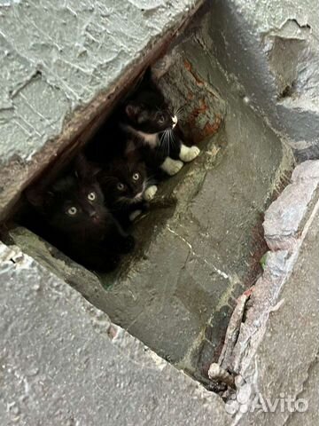 4 малыша выброшены