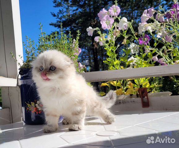 Шотландский вислоухий котенок