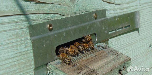 Пчелы для апитерапии