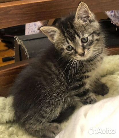 Малютка 1,5 месяца