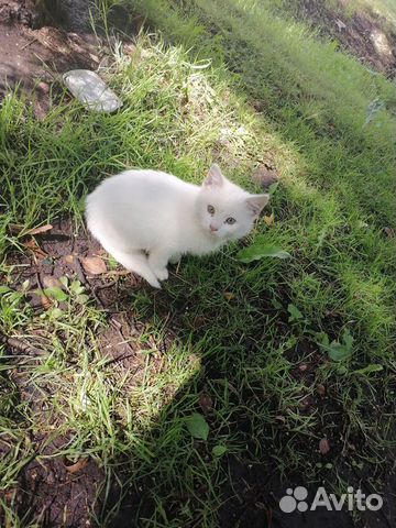 Котенок в добрые руки