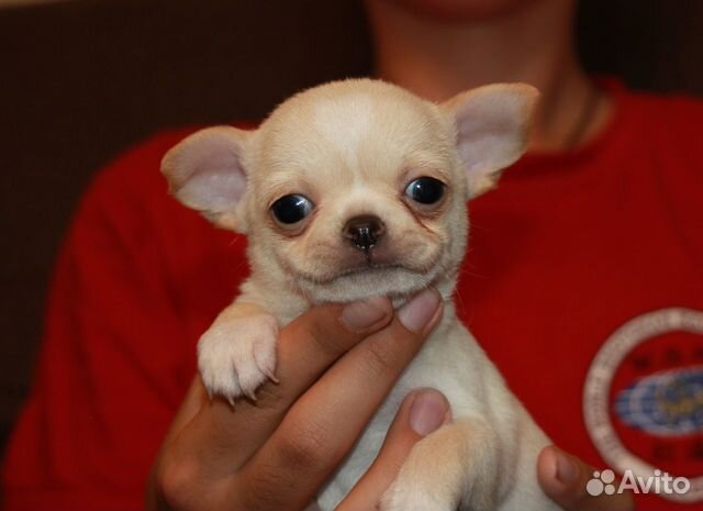 Щенки чихуахуа